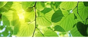 DIMEX | Panoramatická vliesová fototapeta na zeď Zelené listy MP-2-0107  | 375 x 150 cm | zelená