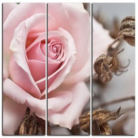Obraz na plátně - Růže a uschlé rostliny - čtverec 3225B (105x105 cm)