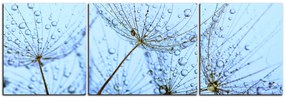 Obraz na plátně - Pampelišková semínka s kapkami vody - panoráma 5202C (90x30 cm)