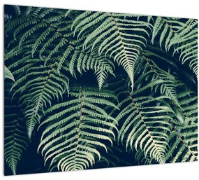 Obraz listů kapradin (70x50 cm)