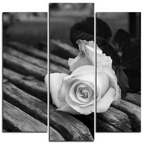 Obraz na plátně - Bílá růže na lavici - čtverec 3224QC (105x105 cm)