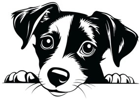 VÝPRODEJ Pes Jack russell