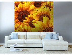DIMEX | Vliesová fototapeta na zeď Lán slunečnic MS-3-0129 | 225 x 250 cm | žlutá, hnědá