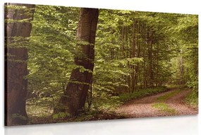 Obraz zelený les - 90x60 cm