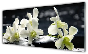 Plexisklo-obraz Květ Kameny Rostlina 125x50 cm