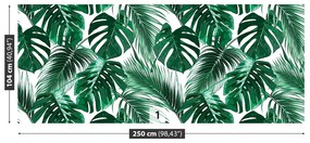 Fototapeta Monstera děravá 104x70