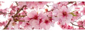 Samolepicí fototapeta na kuchyňskou linku Květy jabloní KI180-054 / Fototapety do kuchyně Dimex (180 x 60 cm)
