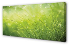 Obrazy na plátně Tráva kapky rosy 125x50 cm