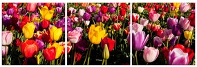 Obraz na plátně - Pole tulipánu - panoráma 504B (120x40 cm)