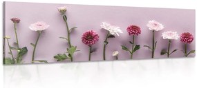 Obraz kompozice růžových chryzantém Varianta: 135x45