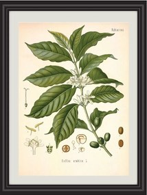 Obrázek rostlina káva A4 (210 x 297 mm): 210 x 297 mm