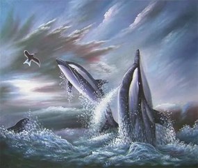 Delfíni a racci - 60 x 90 cm