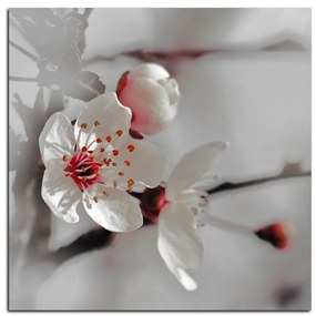 Obraz na plátně - Květ třešně - čtverec 358FA (50x50 cm)