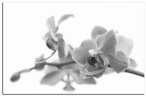 Obraz na plátně - Orchidej květ izolována na bílém pozadí 1222QA (60x40 cm)
