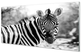 Obraz na skle retro zebra 100x50 cm