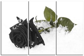 Obraz na plátně - Růže na sněhu 1103QB (90x60 cm  )