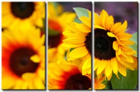 Obraz Kvete slunečnice (3-dílný) - květy v odstínech žluté ve 3D