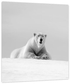 Obraz - Lední medvěd, černobílá (30x30 cm)