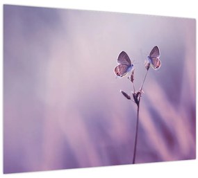 Obraz - Fialoví motýlci (70x50 cm)