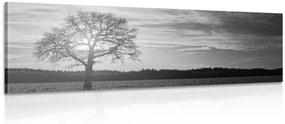 Obraz osamělého stromu v černobílém provedení