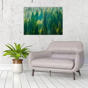 Skleněný obraz - Borovicový les (70x50 cm)