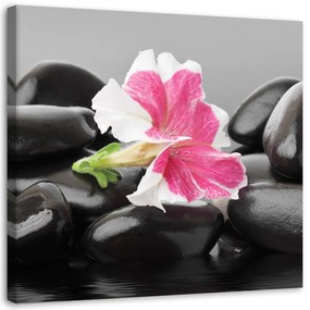 Obraz na plátně, Květiny Zenové kameny - 40x40 cm