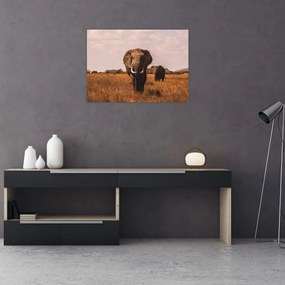 Skleněný obraz - Příchod slona (70x50 cm)
