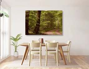 Obraz zelený les Varianta: 120x80