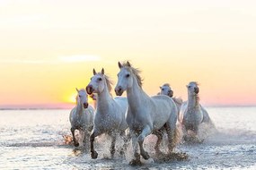 Fotografie Camargue white horses running in water at sunset, Peter Adams