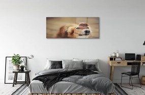 akrylový obraz dog bun 120x60 cm