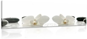 Obraz bílé květy orchideje Varianta: 120x40