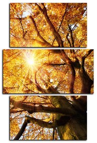 Obraz na plátně - Slunce přes větve stromu - obdélník 7240C (105x70 cm)