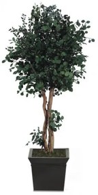 Populus crown 130 cm