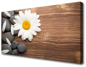 Obraz na plátně Sedmikráska Kameny Rostlina 120x60 cm