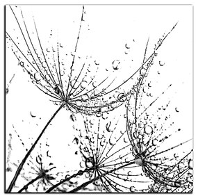 Obraz na plátně - Pampelišková semínka s kapkami vody - čtverec 3202QA (80x80 cm)