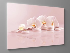 Liox Růžový obraz orchidej Rozměr: 60 x 40 cm