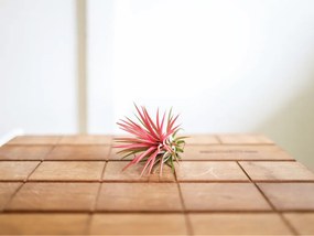 Tillandsia ionantha red