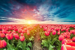Samolepící tapeta východ slunce nad loukou s tulipány - 375x250 cm
