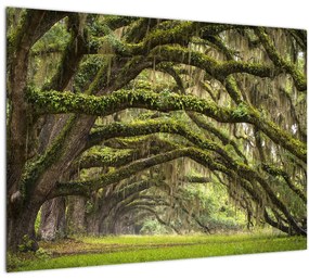 Skleněný obraz - Oaks Avenue, Charleston, Jižní Karolína, USA (70x50 cm)