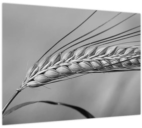 Obraz - Pšenice, černobílá (70x50 cm)