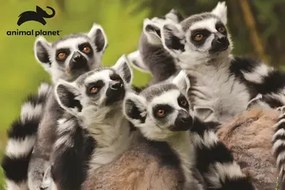 PRIME 3D Puzzle Animal Planet: Lemur kata / 150 dílků / 3D efekt