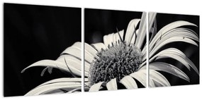 Černobílý obraz květu