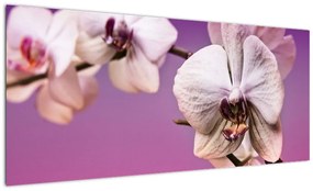 Moderní obrazy - orchidej (100x40cm)