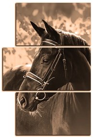 Obraz na plátně - Černý kůň - obdélník 7220FD (120x80 cm)
