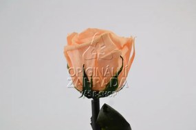 Stabilizovaná růže - broskvová