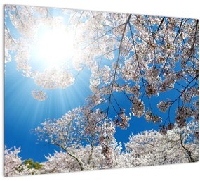 Skleněný obraz - Třešňové květy (70x50 cm)
