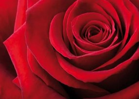 Rose close-up - 30 x 40 cm