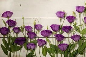 Samolepící fototapeta nádherné fialové květiny - 150x100 cm