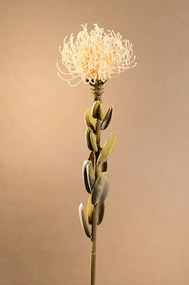 Paramit DRY SMALL PROTEA Aranžovací květina bílá 61 cm