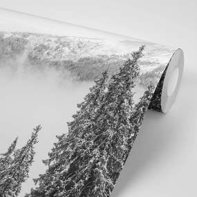 Fototapeta zasněžené černobílé borové stromy